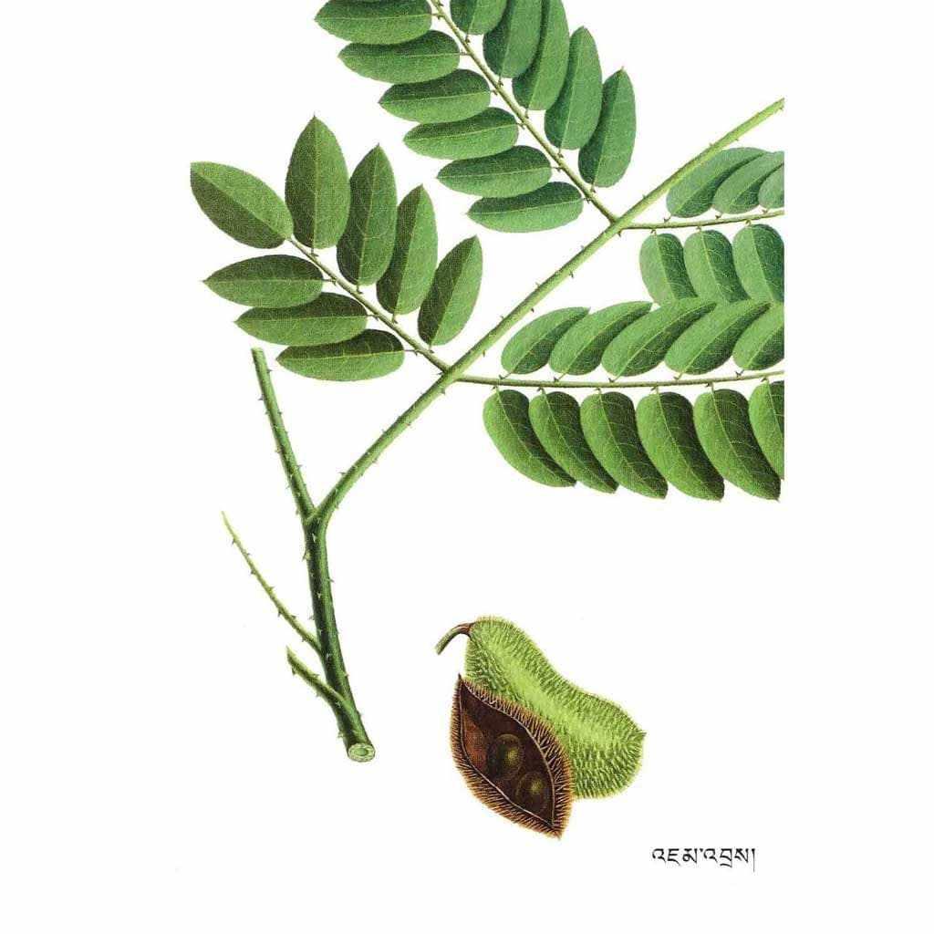 2 Lotions Sorig Baekan – Le Petit Nalanda